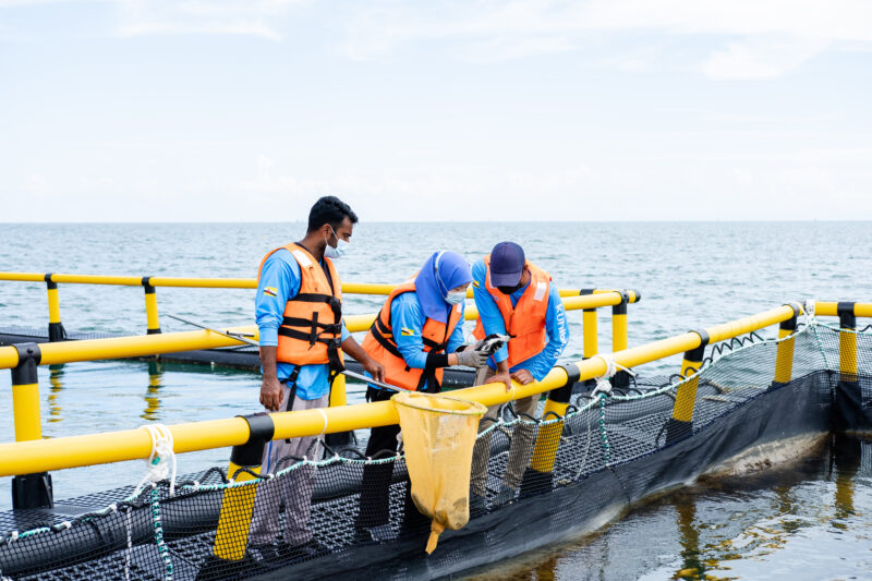 Farms – Barramundi Group