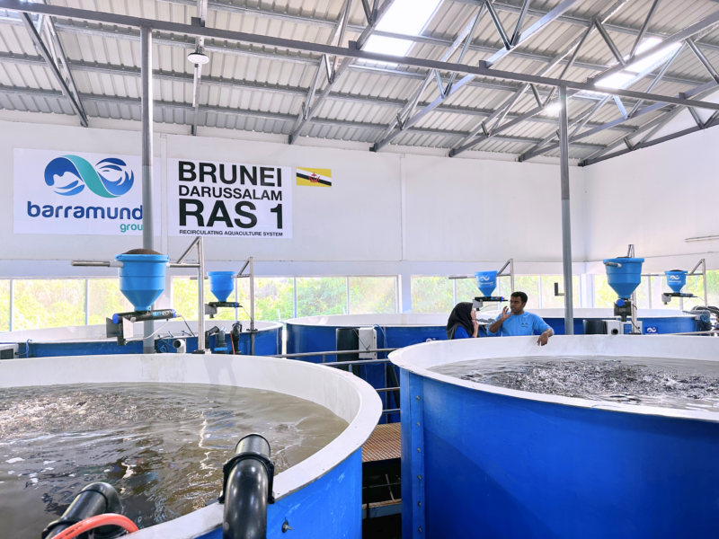 Farms – Barramundi Group