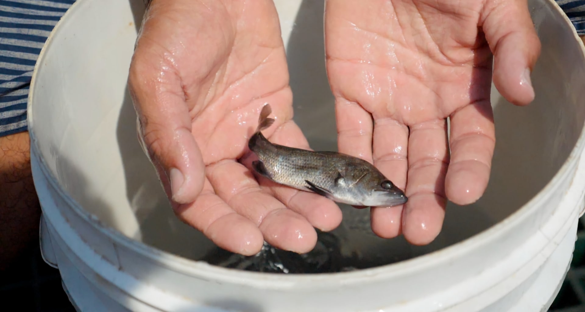 Farms – Barramundi Group